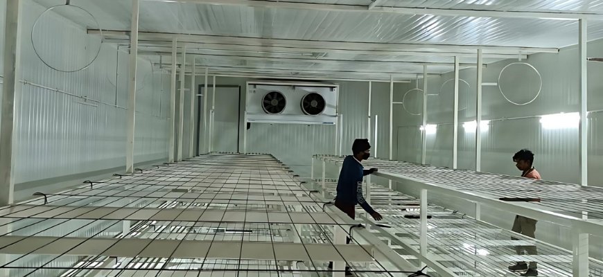 How to Start Mushroom Farming in India – Cost, Profit & Setup